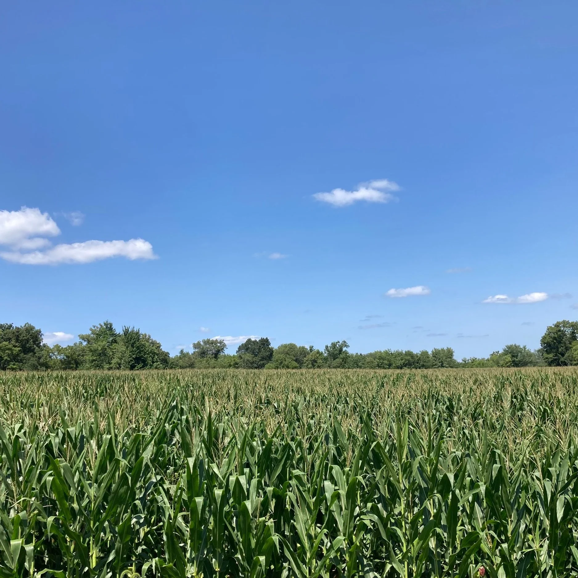 Illinois Farmland FOR SALE — Field Level Agriculture, Inc.