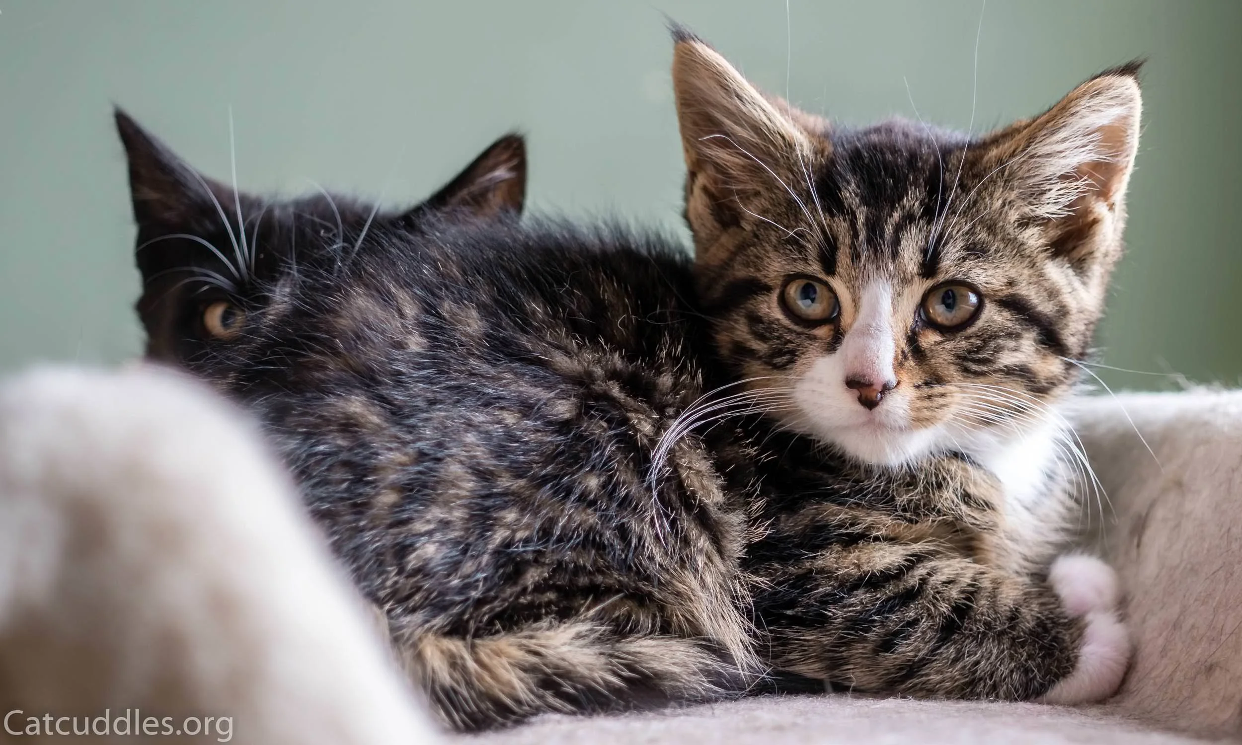 About Catcuddles — Catcuddles London Cat Sanctuary