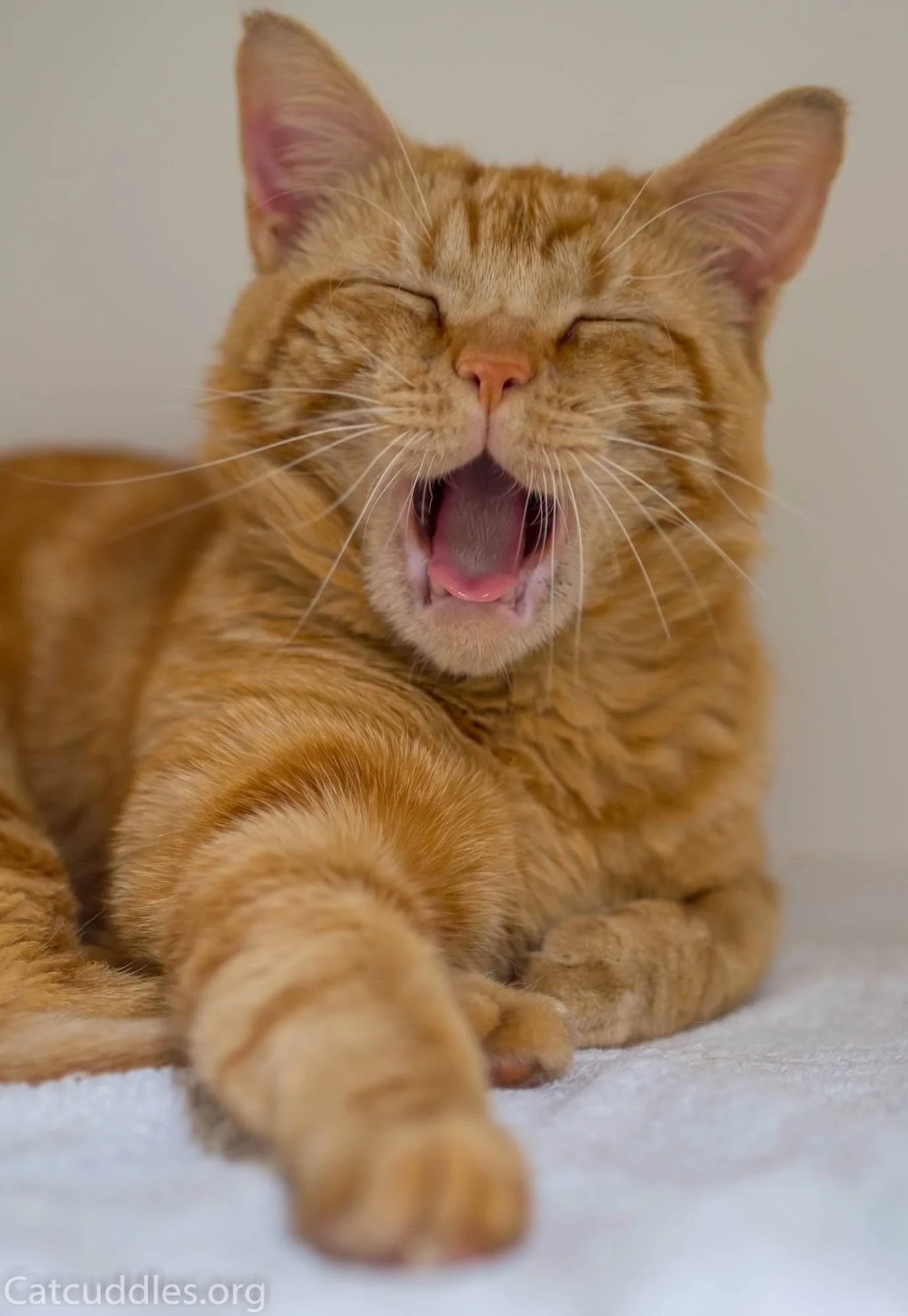 About Catcuddles — Catcuddles London London Cat Sanctuary