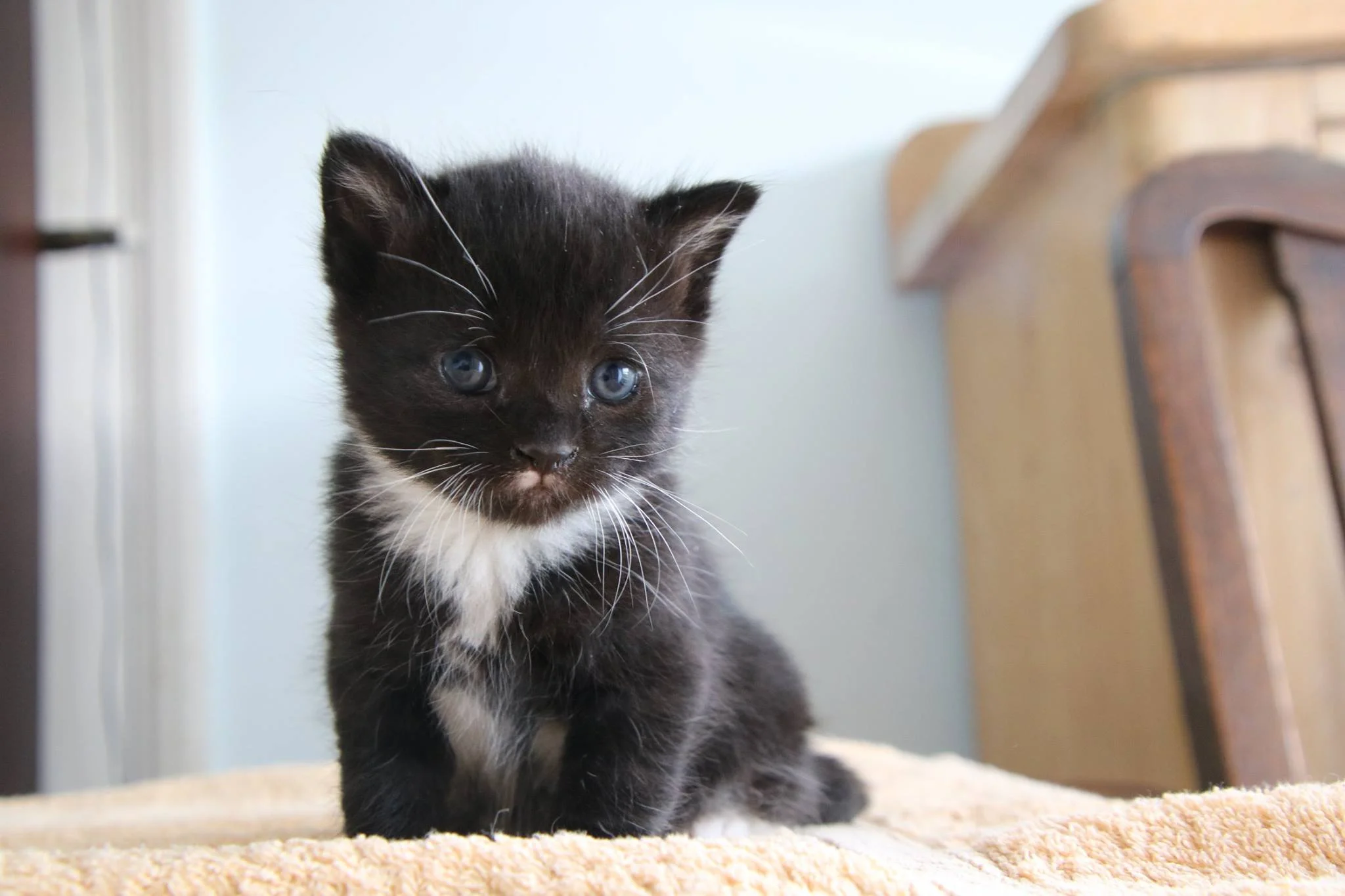 Catcuddles Cat Sanctuary London