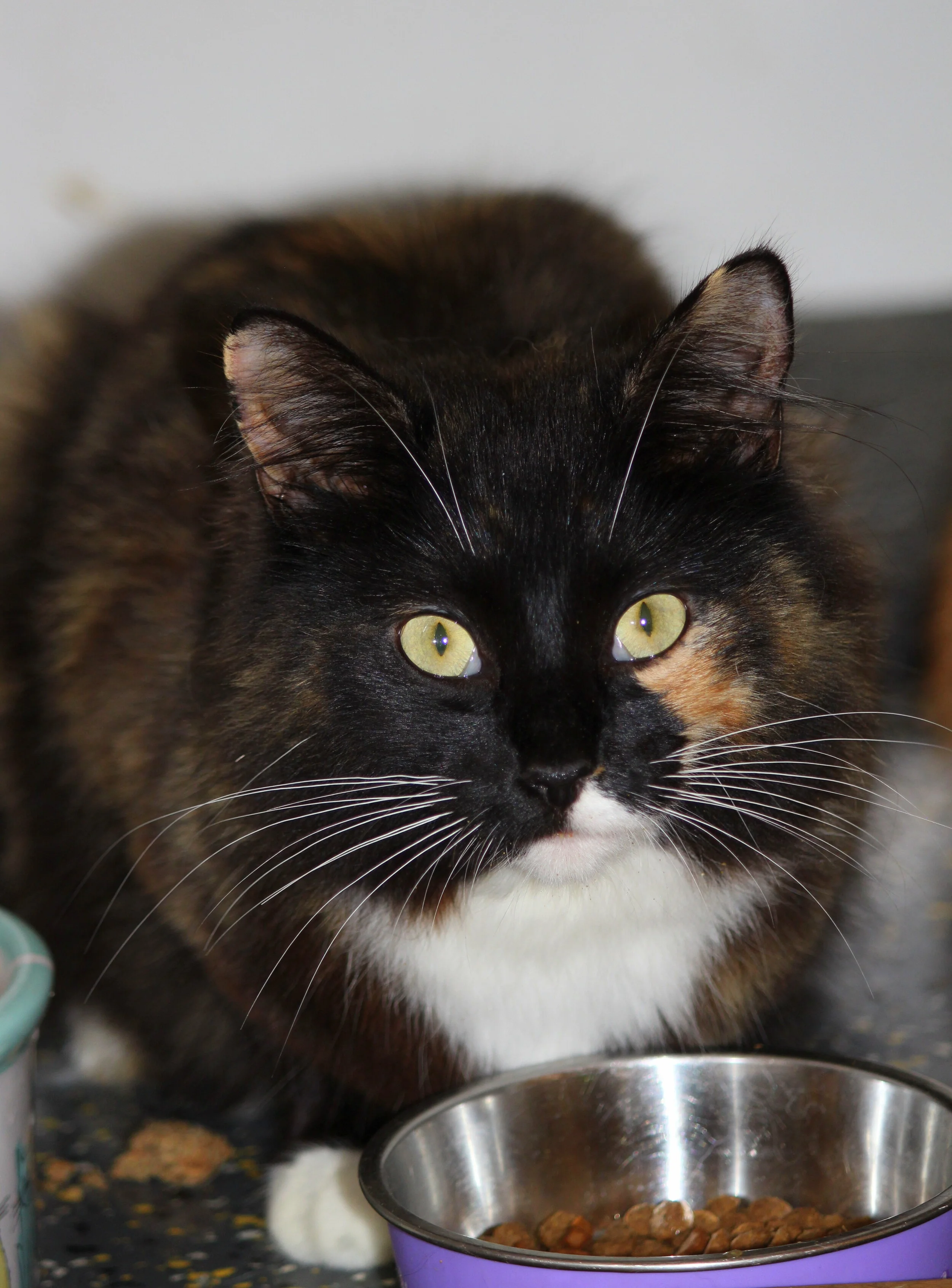 One Lucky Kitten - Another CatCuddles Rescue — Catcuddles London Cat ...