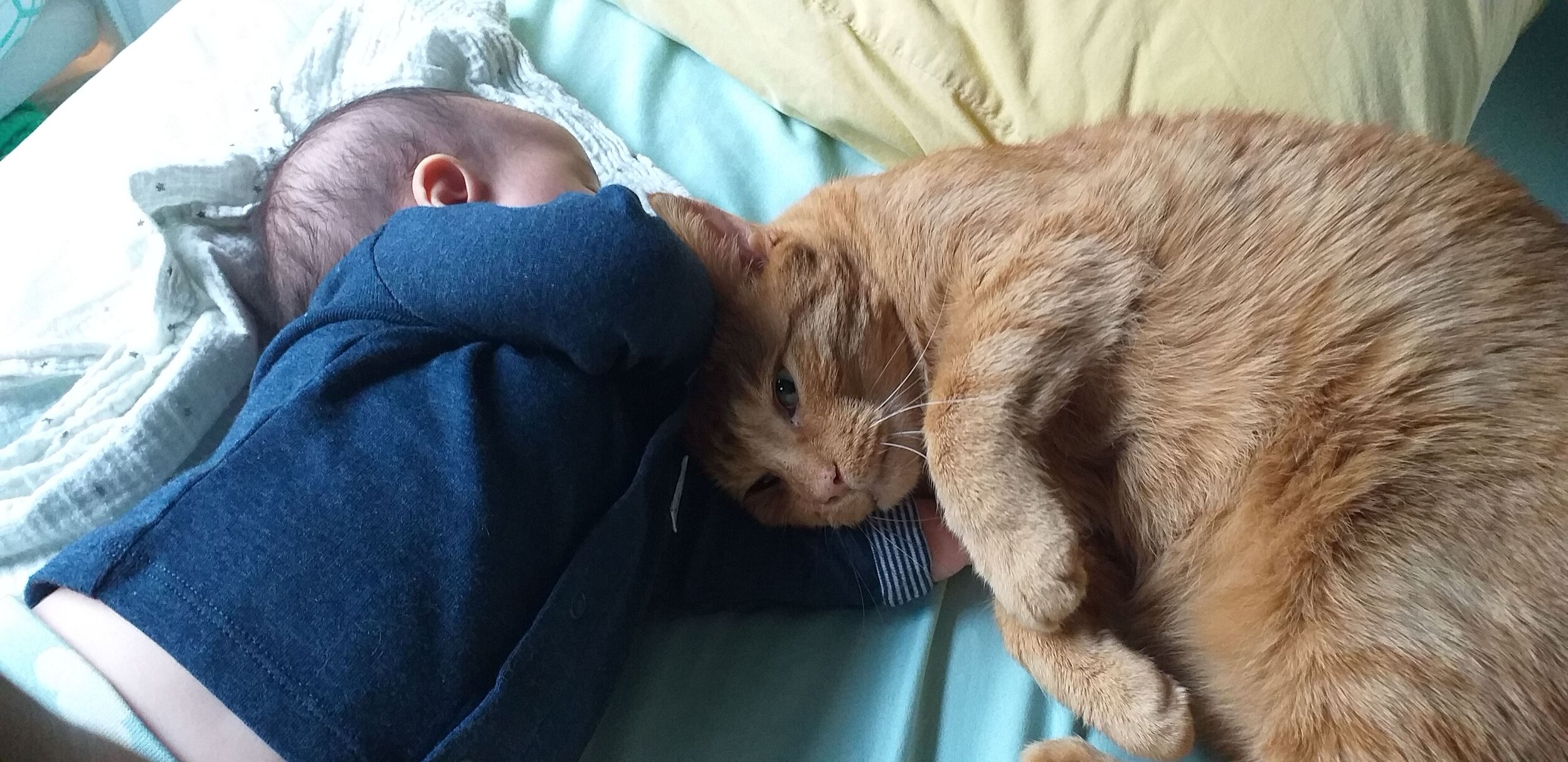Keeping cats around kids — Catcuddles London London Cat Sanctuary