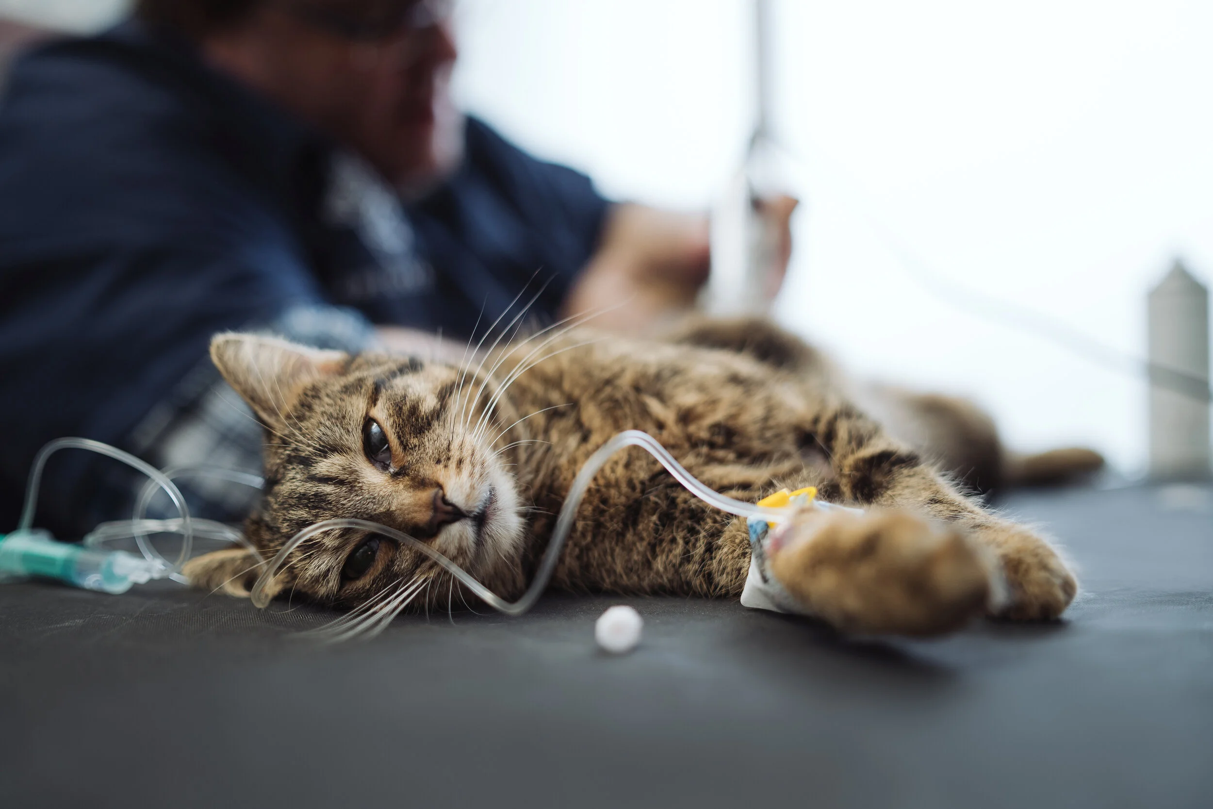 Found A Dead Cat Catcuddles London Cat Sanctuary