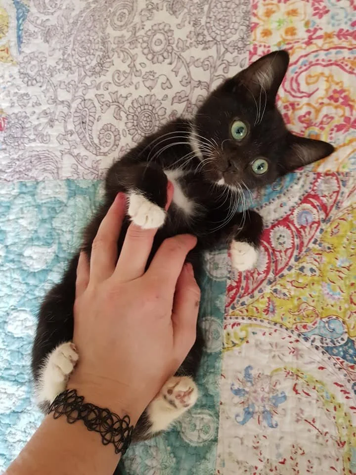 Cwtch's Story - Understanding Home Needed for this Special Kitten ...