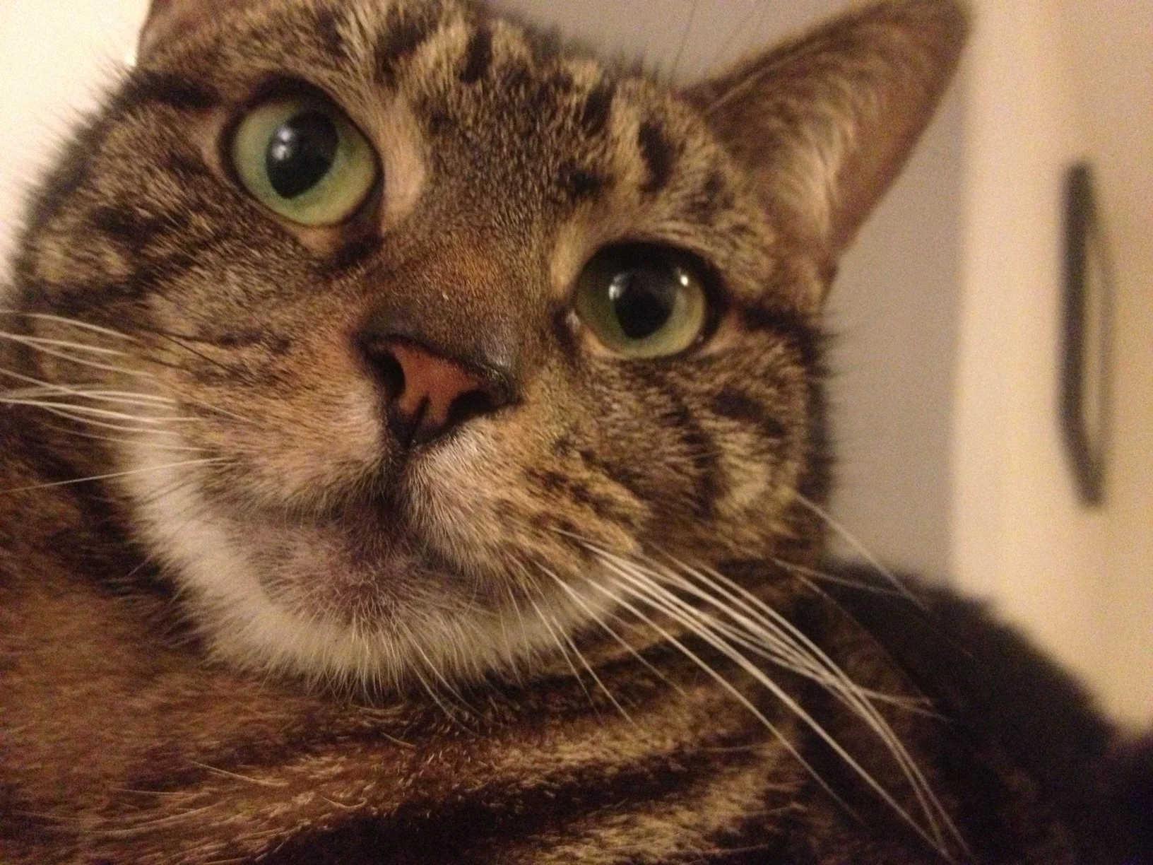 Adopt a Cat from Catcuddles — Catcuddles London Cat Sanctuary