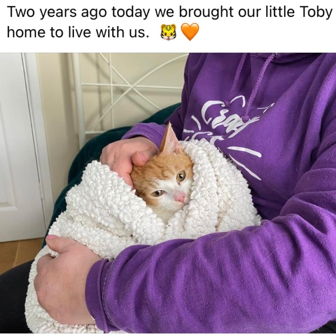 An adoption update on semi-feral kitten Toby — Catcuddles London London ...