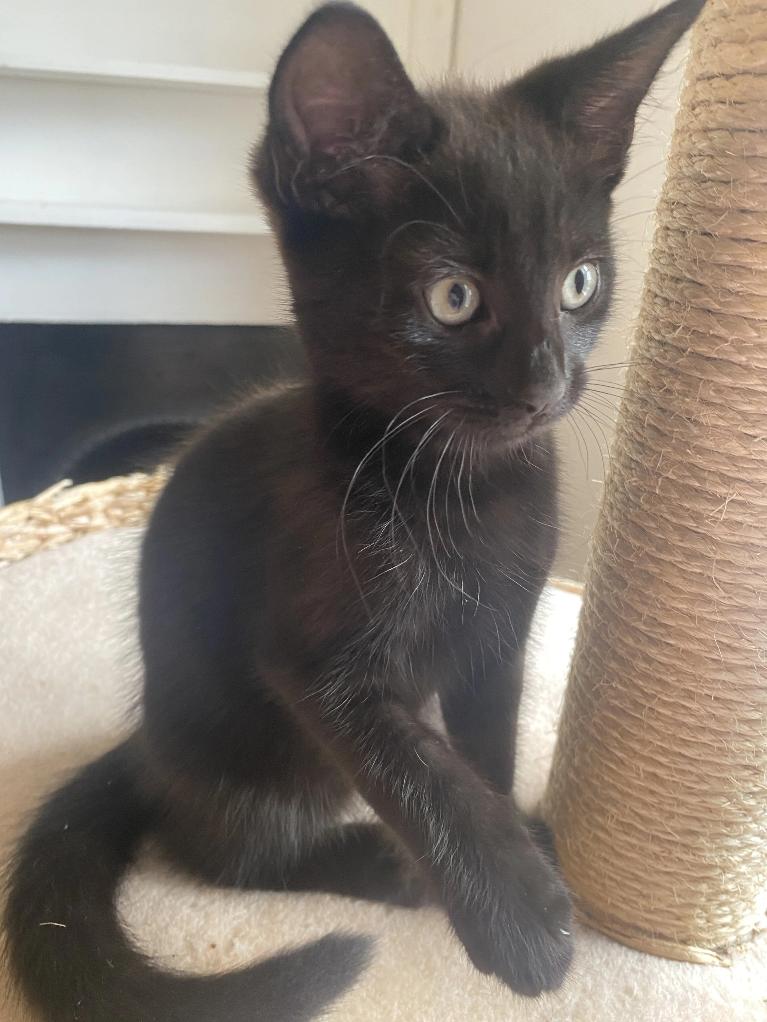 Catcuddles Cat Sanctuary London