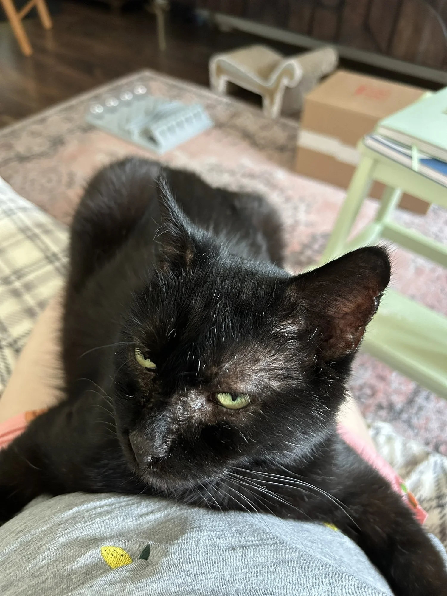 Toothless's happy ever after — Catcuddles London London Cat Sanctuary
