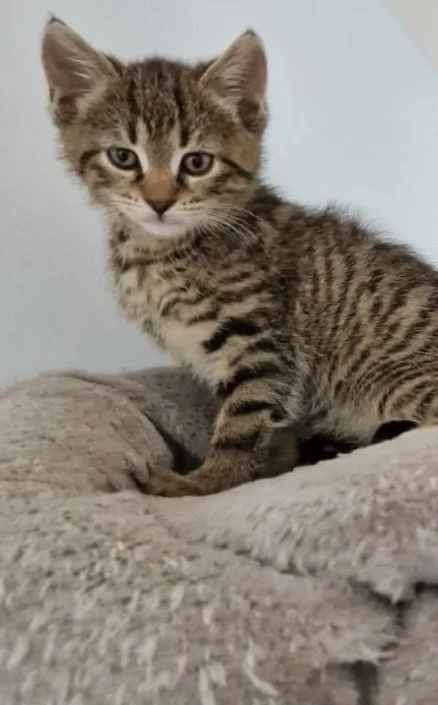 Kitten — Cats — Catcuddles London London Cat Sanctuary