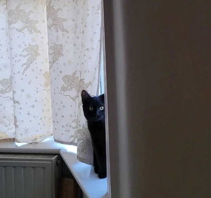 Adopt a Cat from Catcuddles — Catcuddles London London Cat Sanctuary