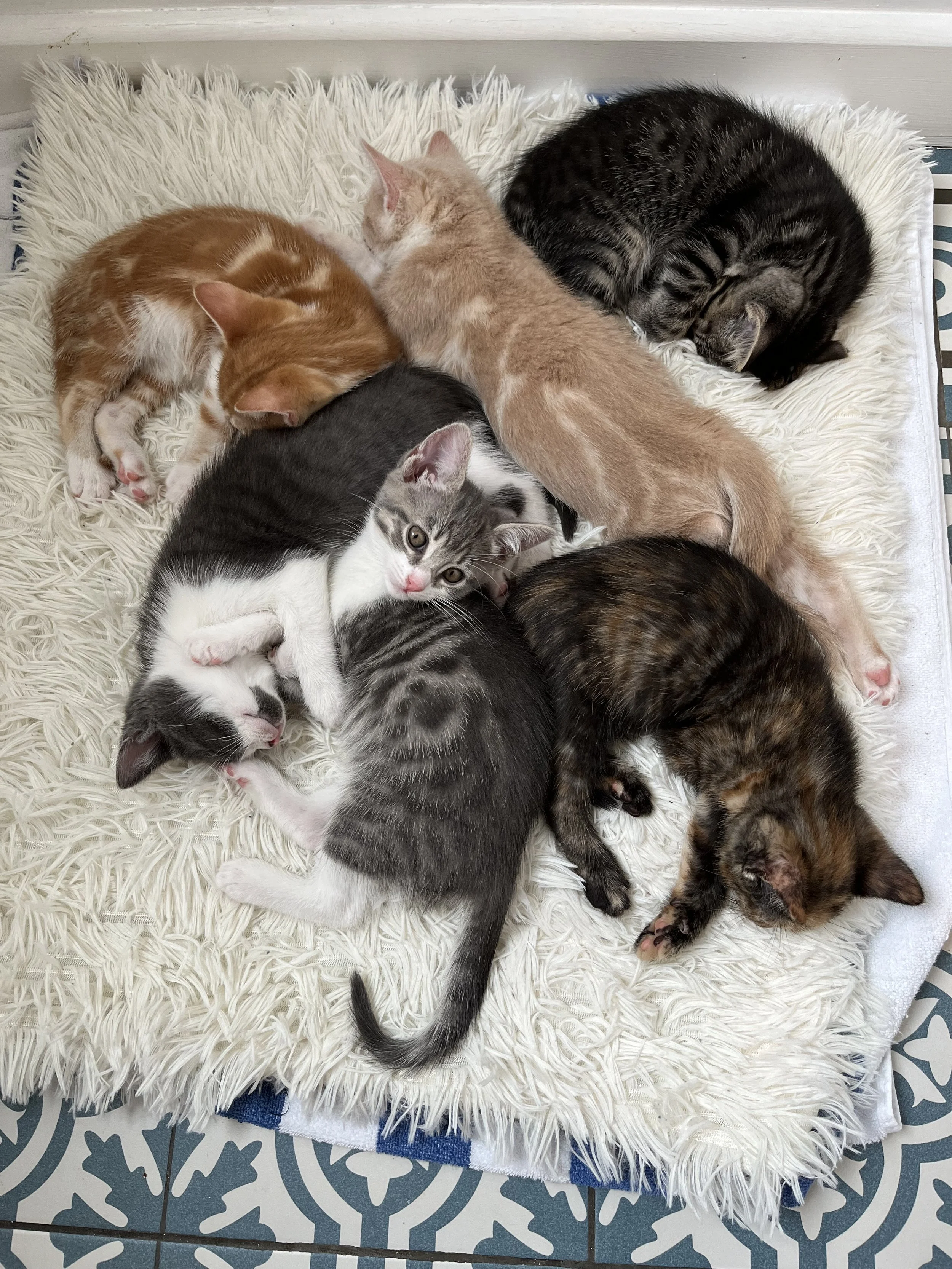 Kitten — Cats — Catcuddles London London Cat Sanctuary