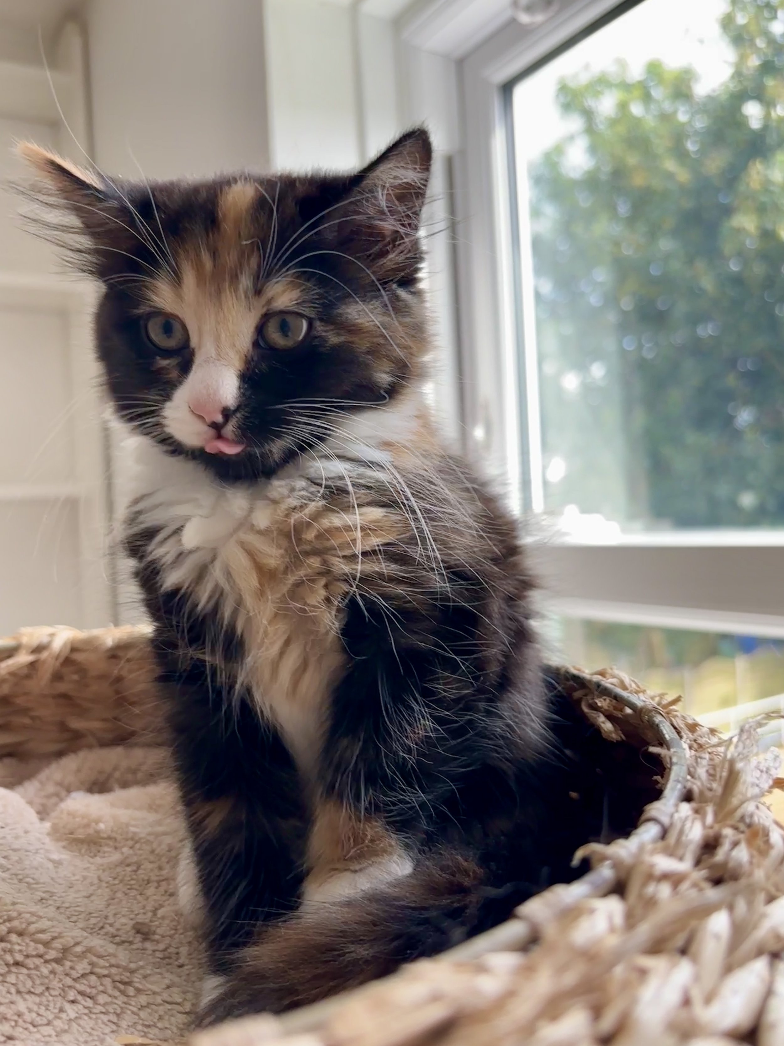 Adopt a Cat from Catcuddles — Catcuddles London London Cat Sanctuary