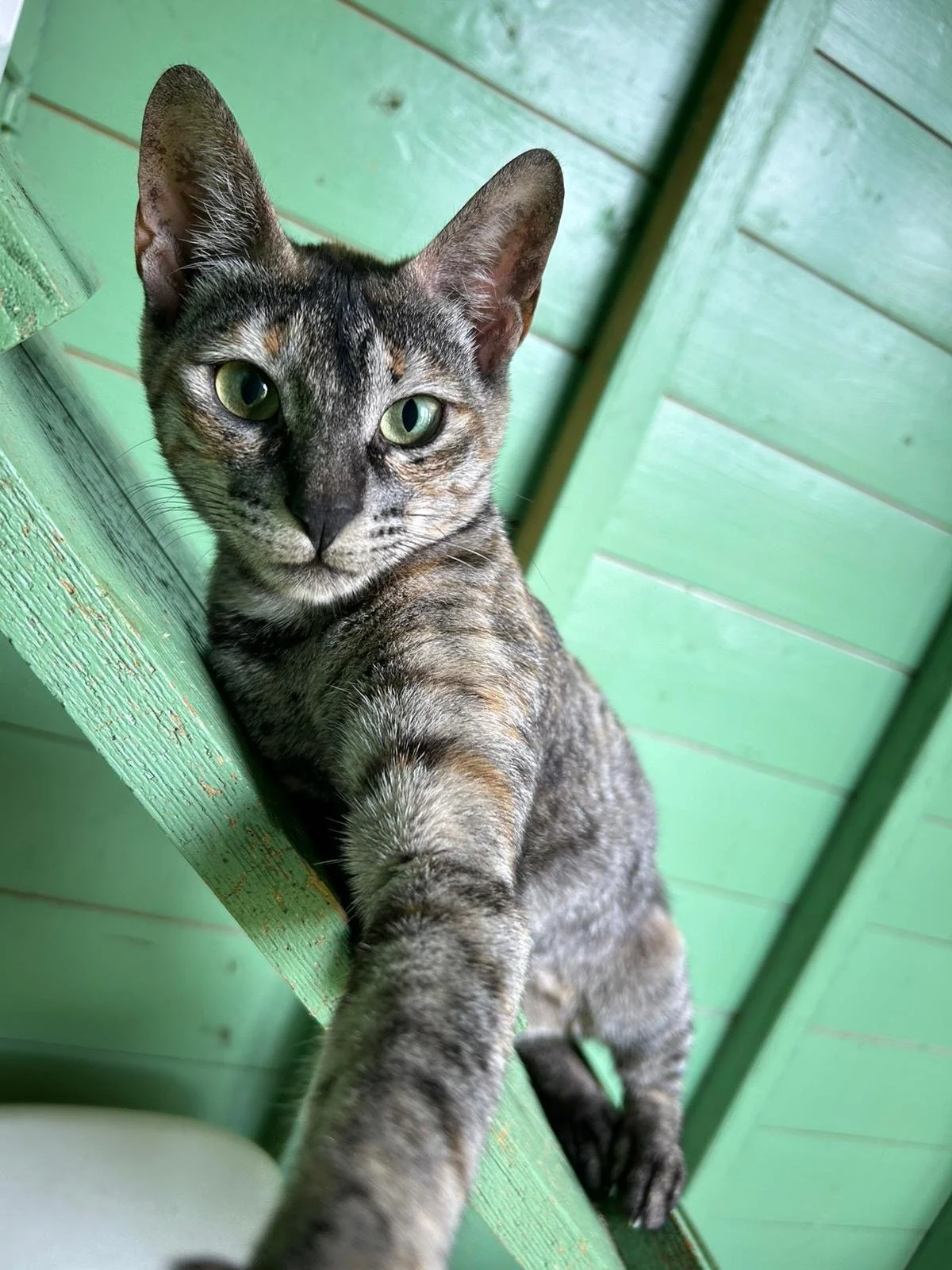 Adopt a Cat from Catcuddles — Catcuddles London London Cat Sanctuary