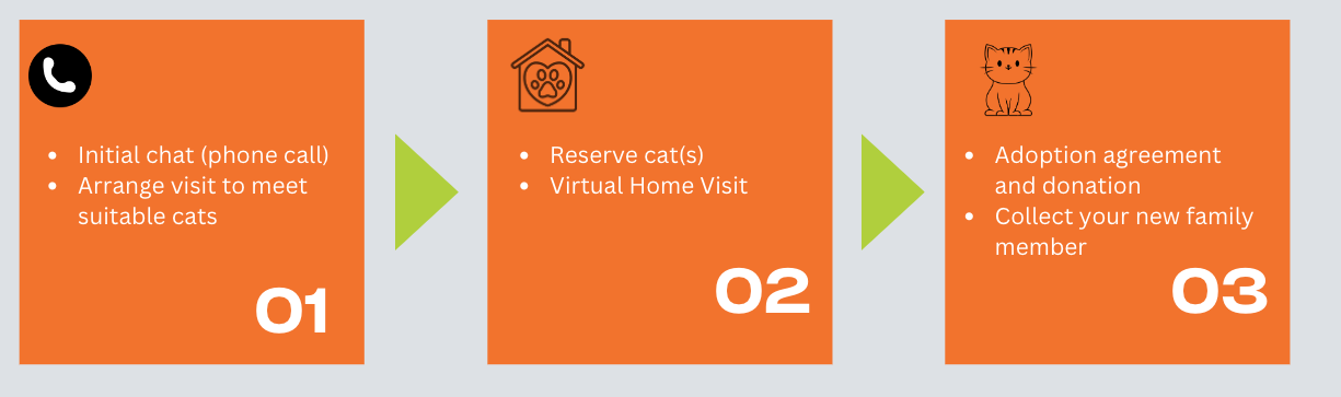 Adopt a Cat from Catcuddles — Catcuddles London London Cat Sanctuary