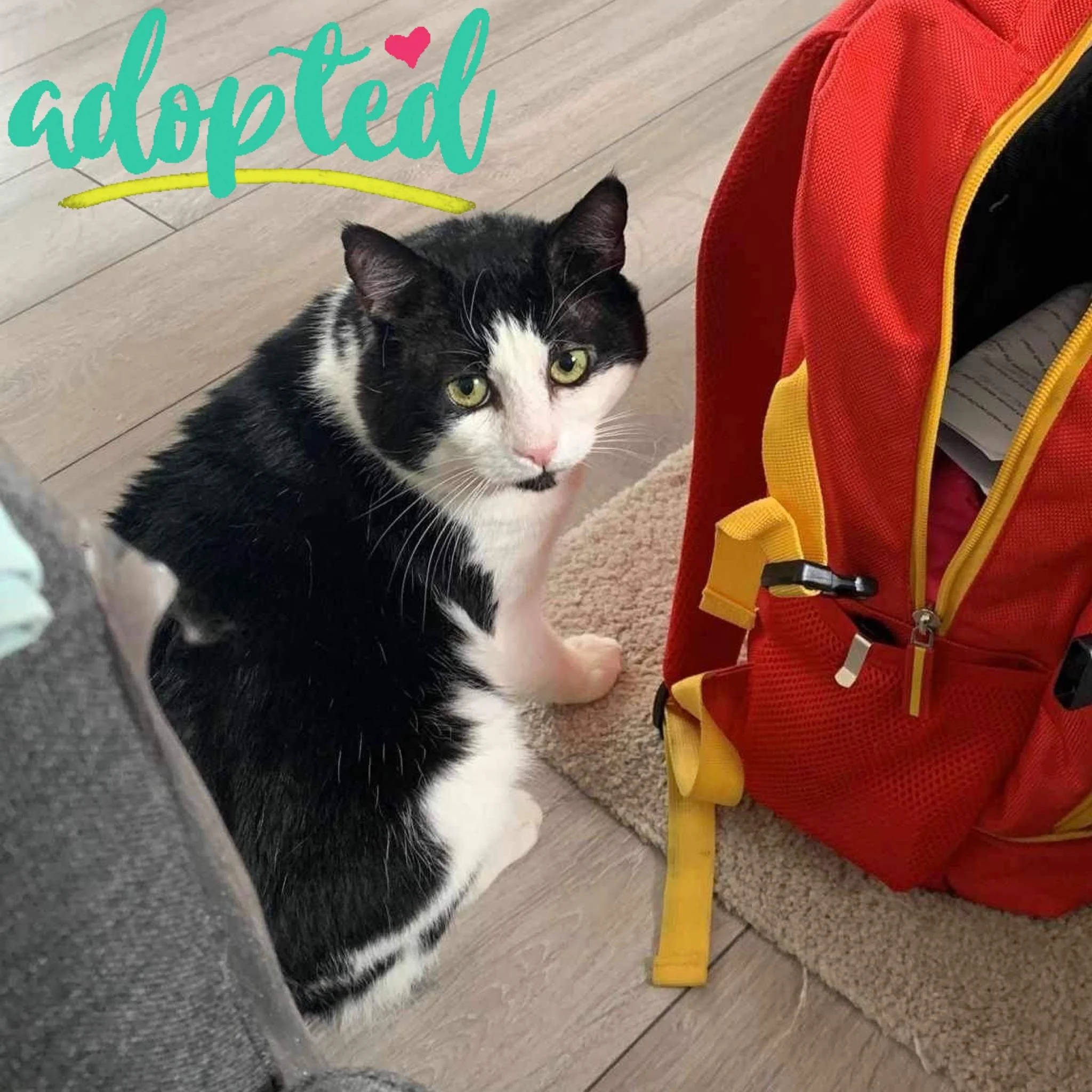 Celebrating Teddy's adoption — Catcuddles London London Cat Sanctuary