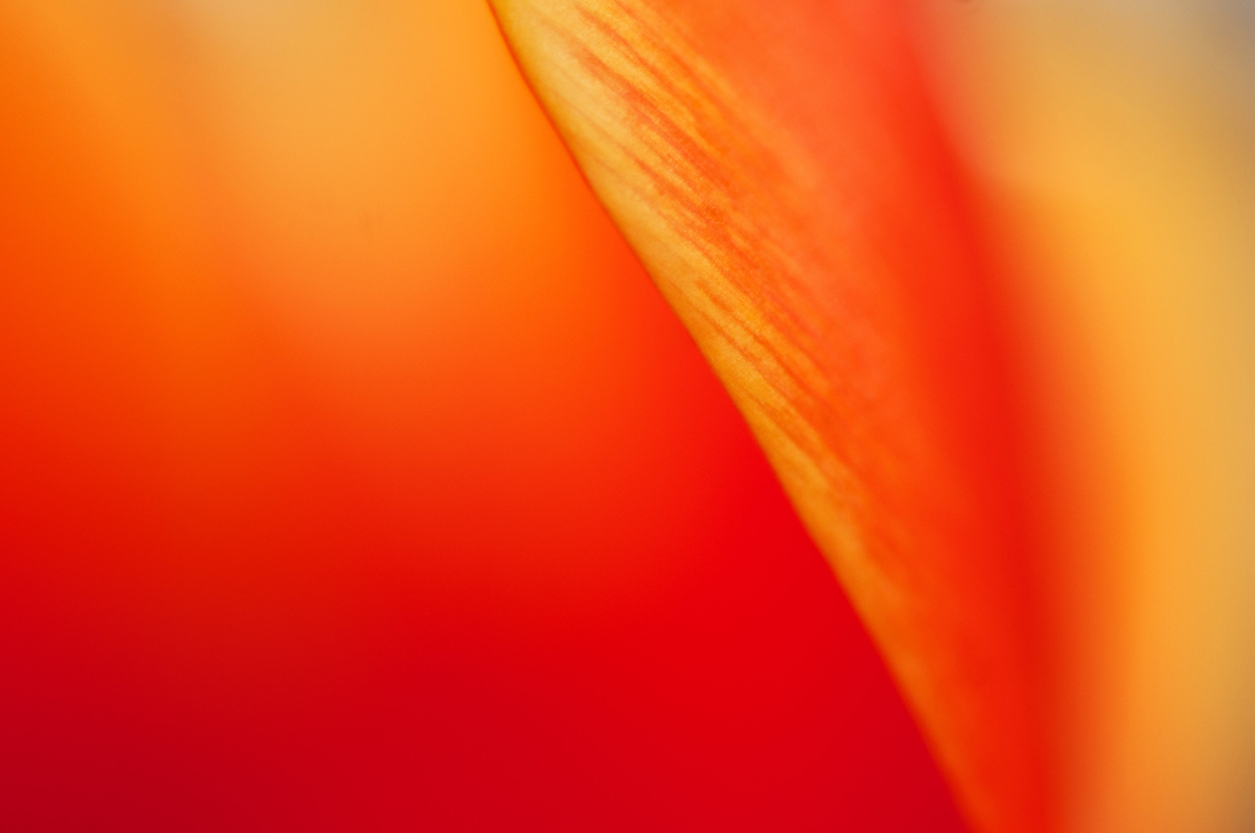 Michelle Fagan - Abstract Floral Photography