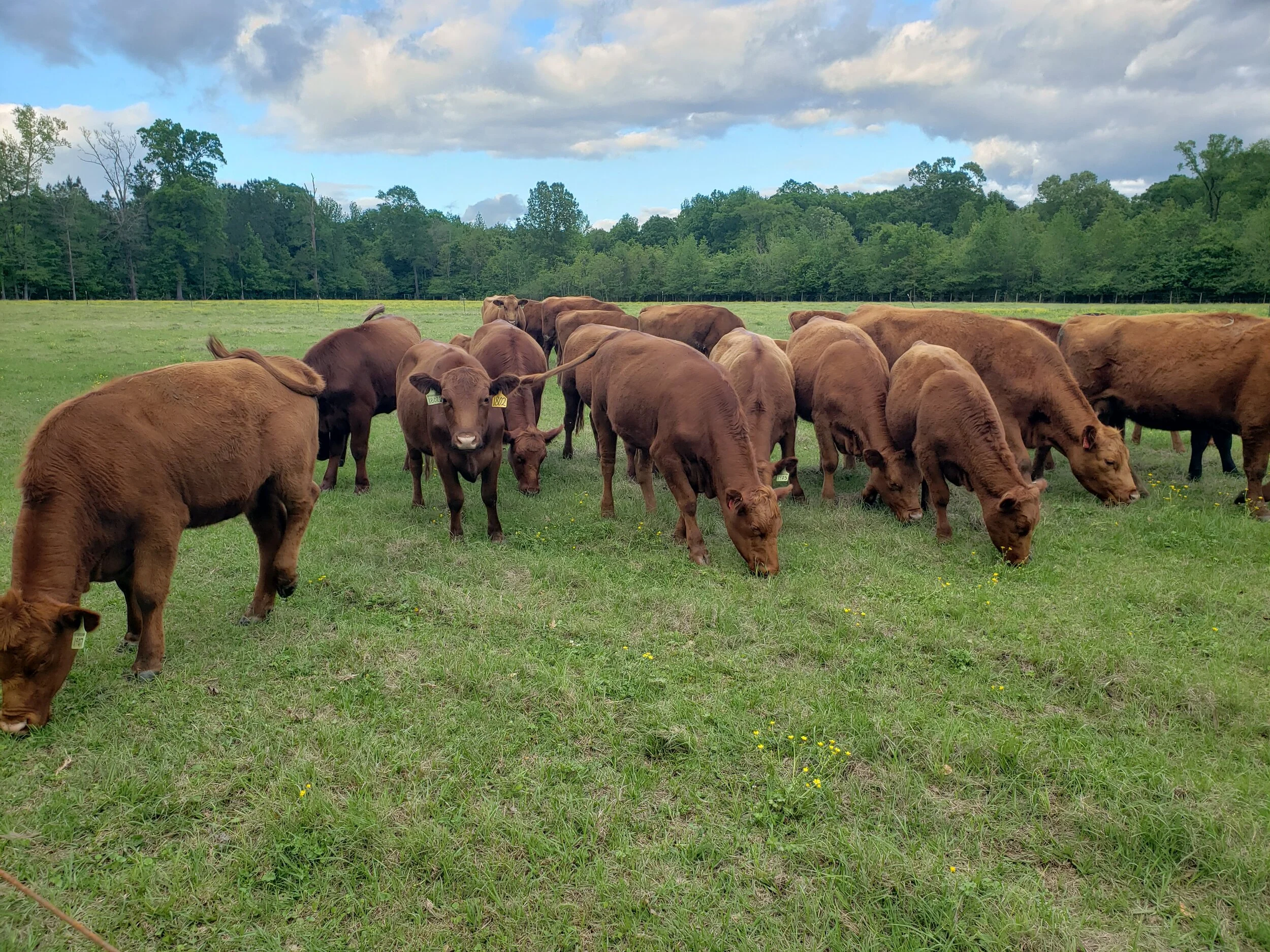 Butterfield Farms