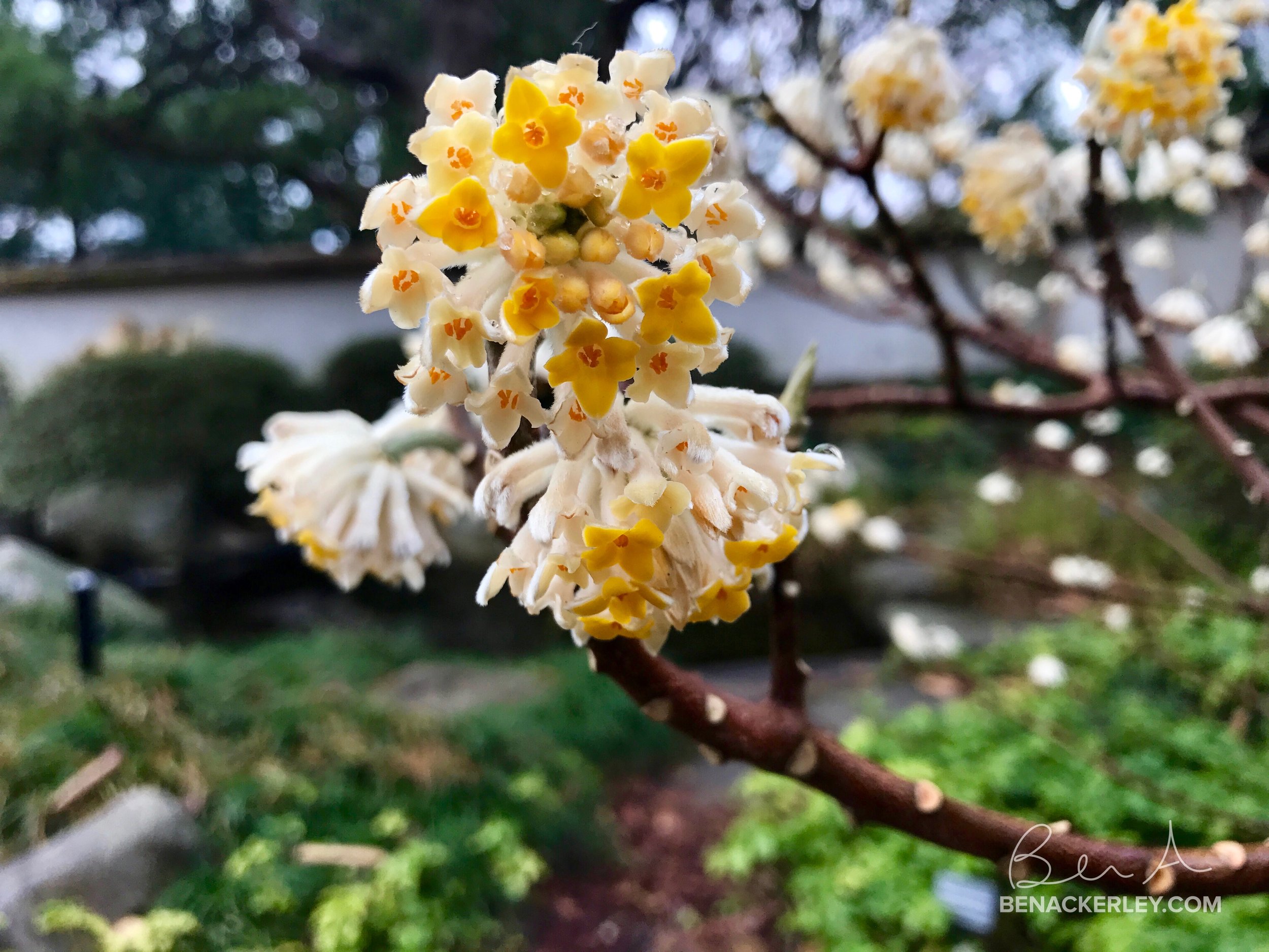 Edgeworthia Chrysantha Snow Cream