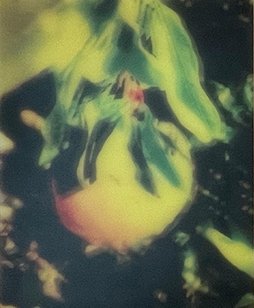 Joan Robey — LOIS LAMBERT GALLERY