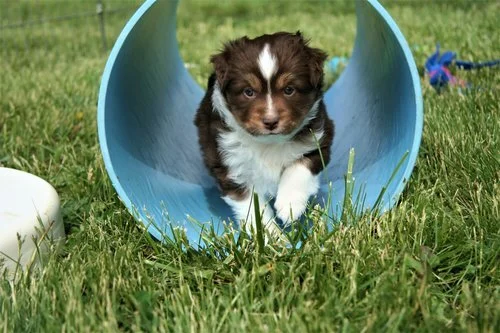 Arizona Mini Australian Shepherds | Mini Aussie Breeder in Arizona ...