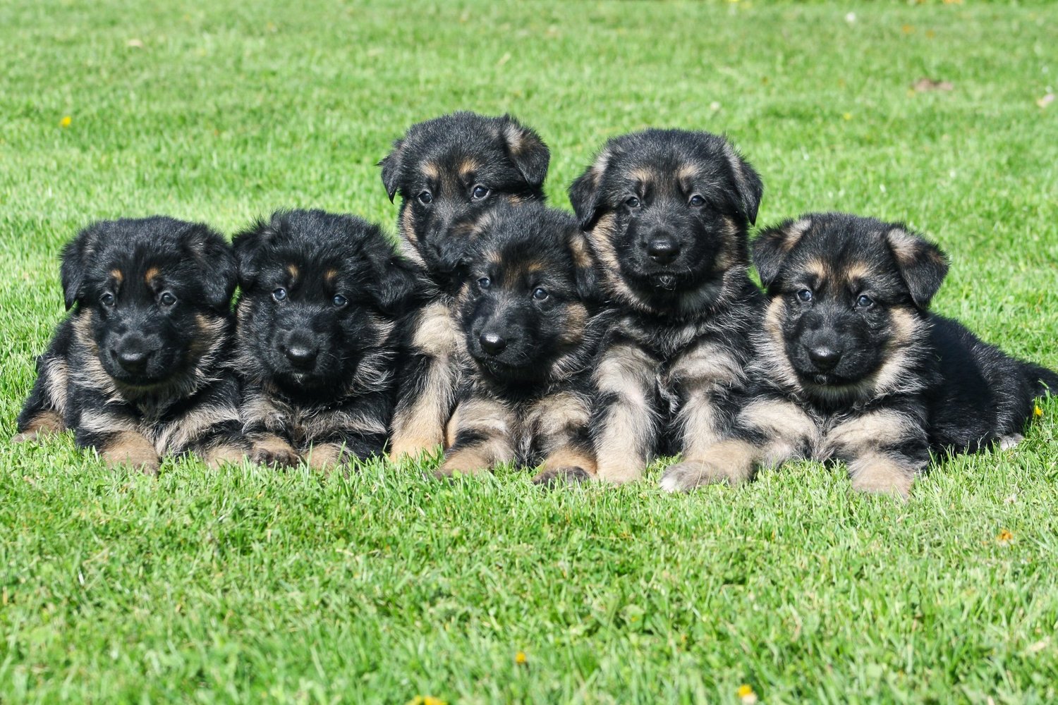 What Is A Ckc German Shepherd