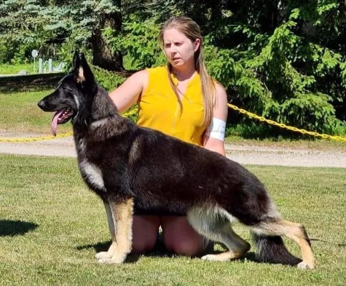 Our Dogs — Sonoma German Shepherds