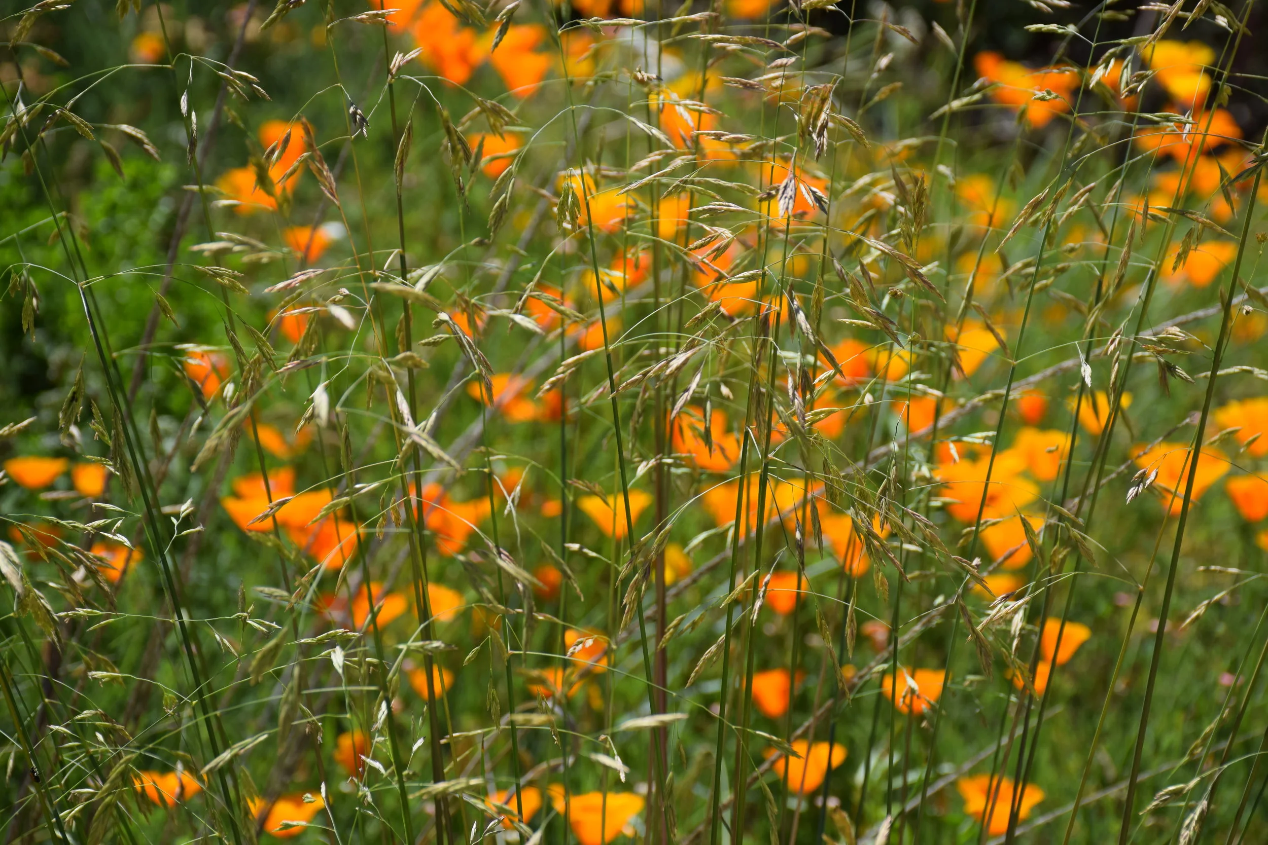 NATIVE FARMHOUSE MEADOW — Native Valley Design