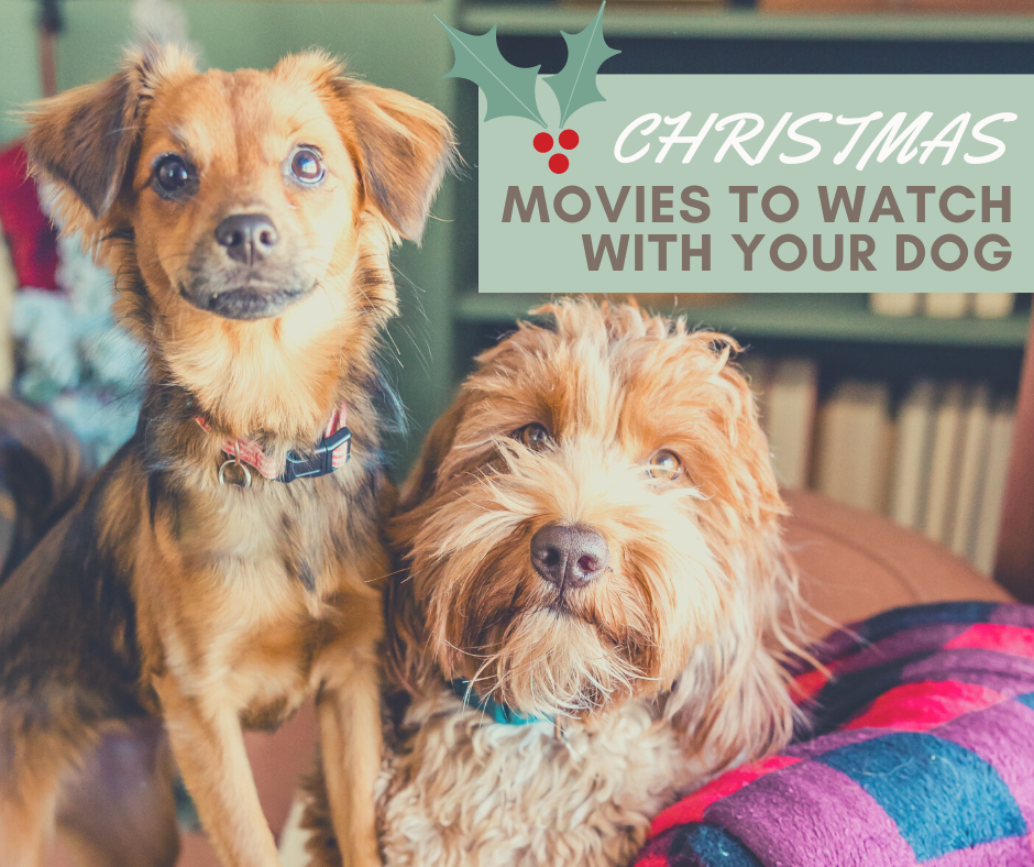 Do Dogs Behave Better In Pairs
