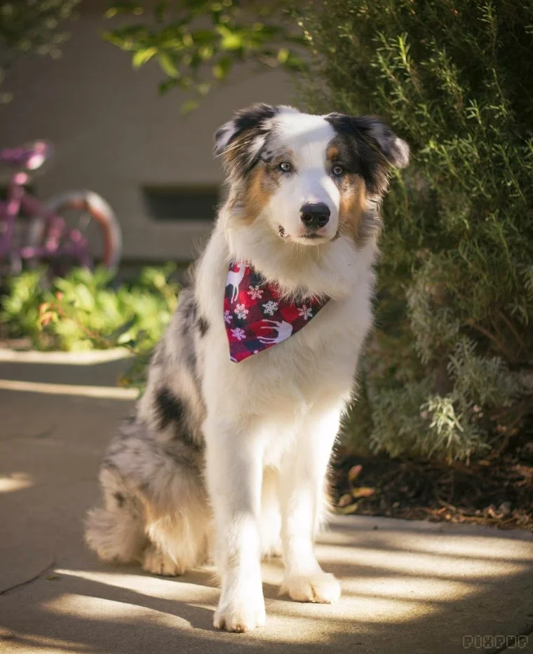 Adolescent & Adult Dogs — Tailored Dog Training