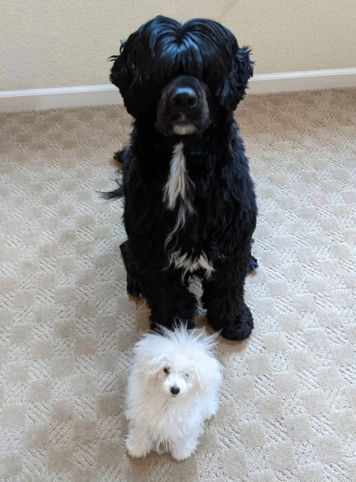 Adolescent & Adult Dogs — Tailored Dog Training