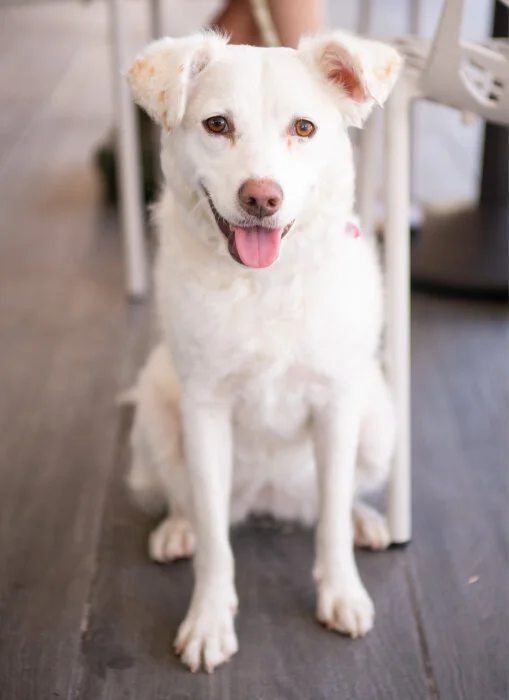 Adolescent & Adult Dogs — Tailored Dog Training