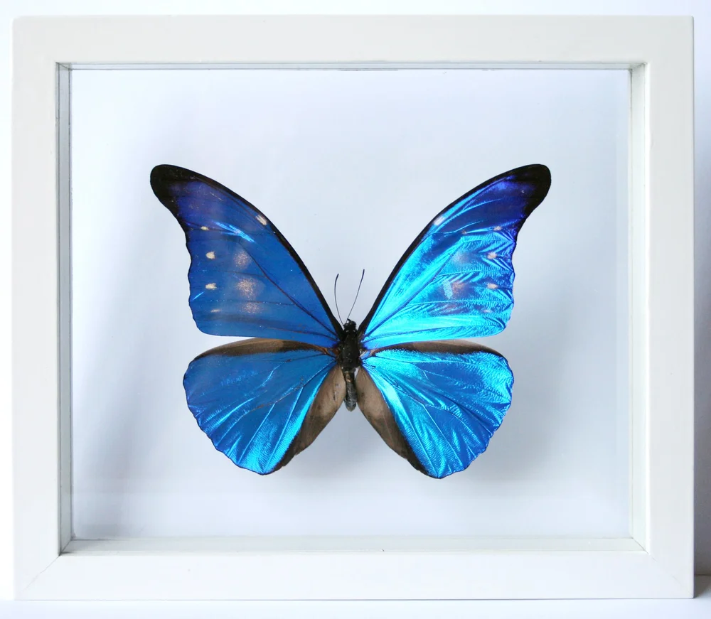 Preserved Insect Shadow Box Mixed Media & Collage Other Assemblage Art ...