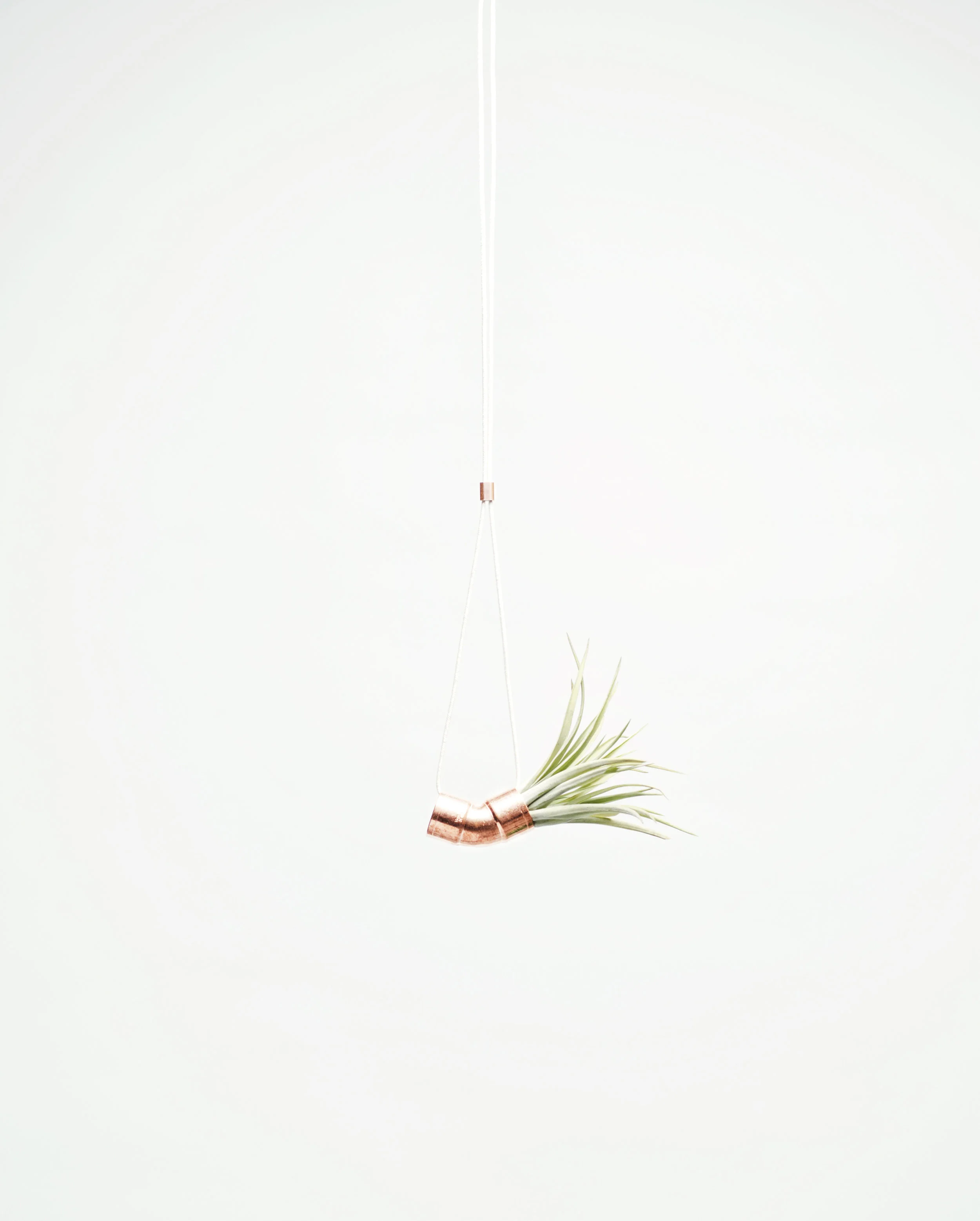 Air Plant — We Smell The Rain