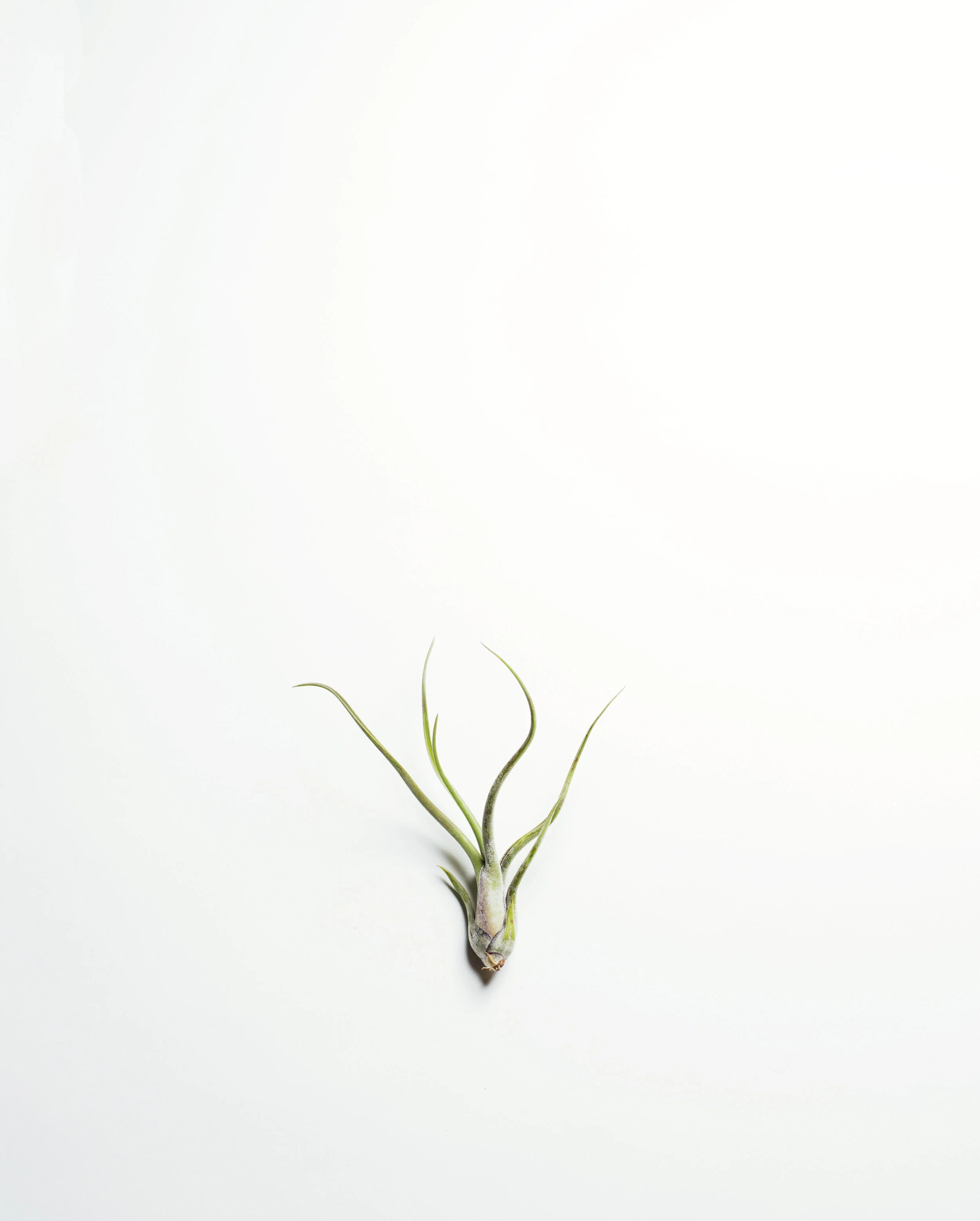 Air Plant — We Smell The Rain