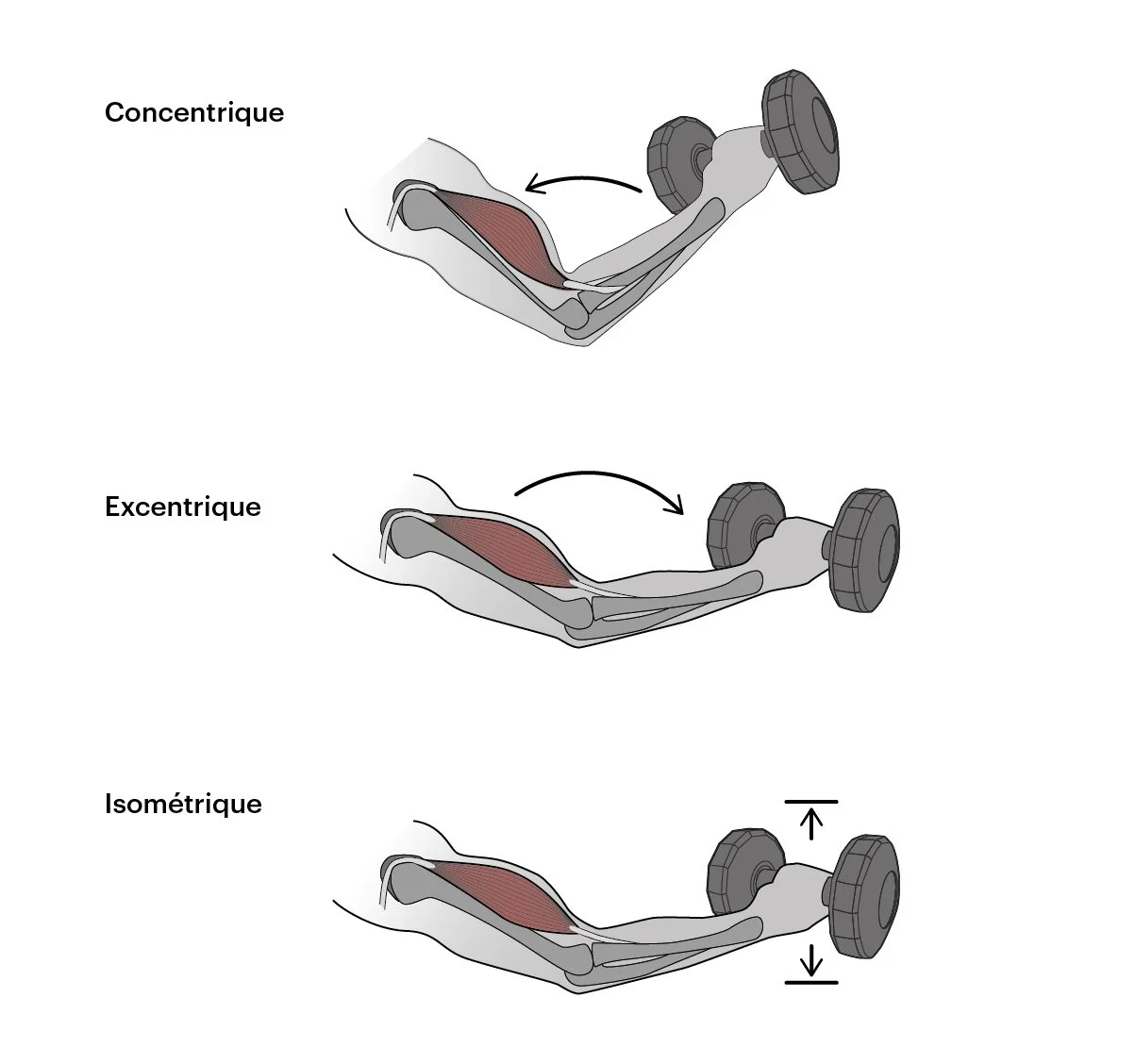 Locomotion / 3 types de contractions musculaires