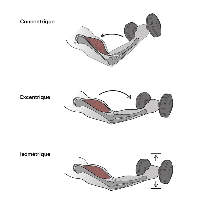 Locomotion / 3 types de contractions musculaires