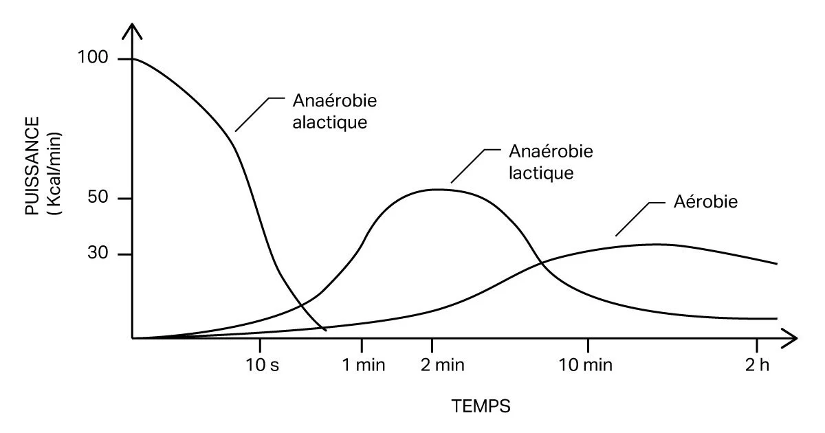Locomotion / LA DIFFÉRENCE ENTRE L’ENTRAÎNEMENT Aérobie ET anaérobie