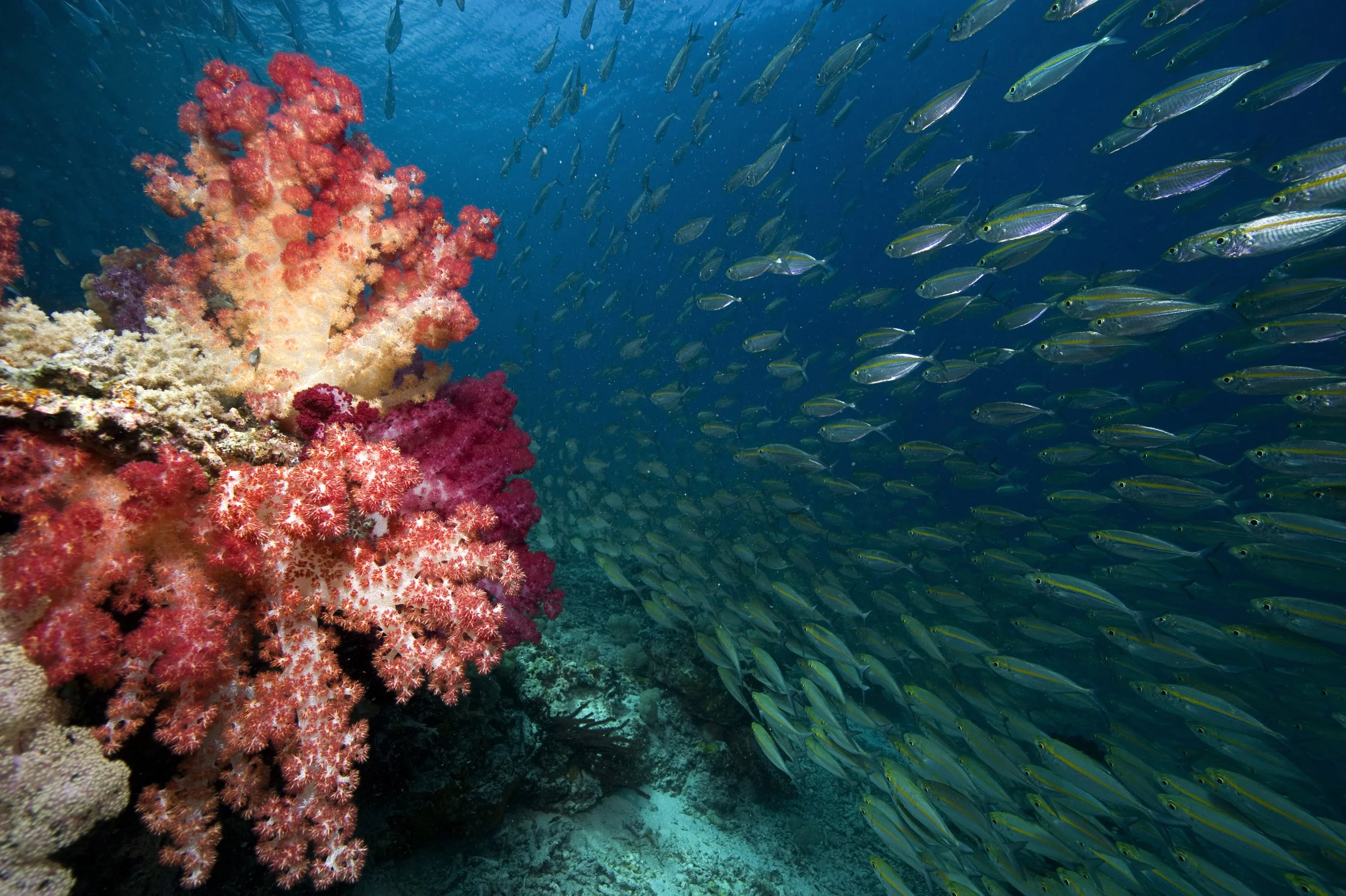 who we are — Misool Foundation