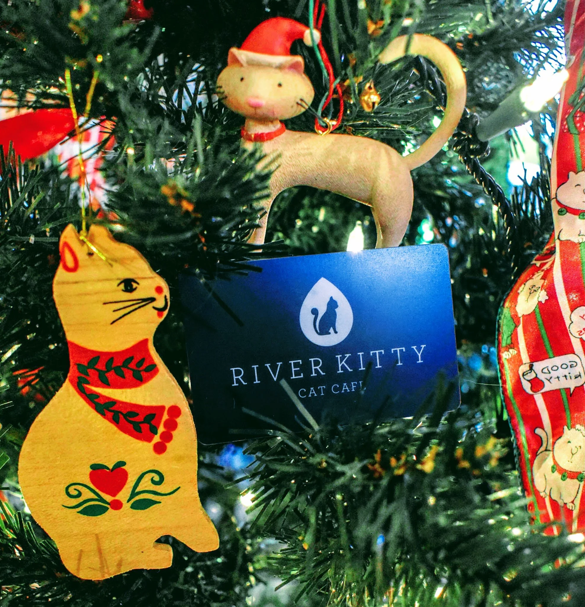 River Kitty Cat Café | Evansville, Indiana