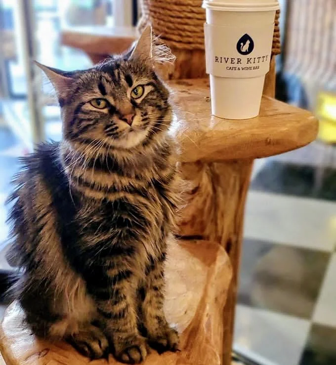 Menu — River Kitty Cat Café | Evansville, Indiana