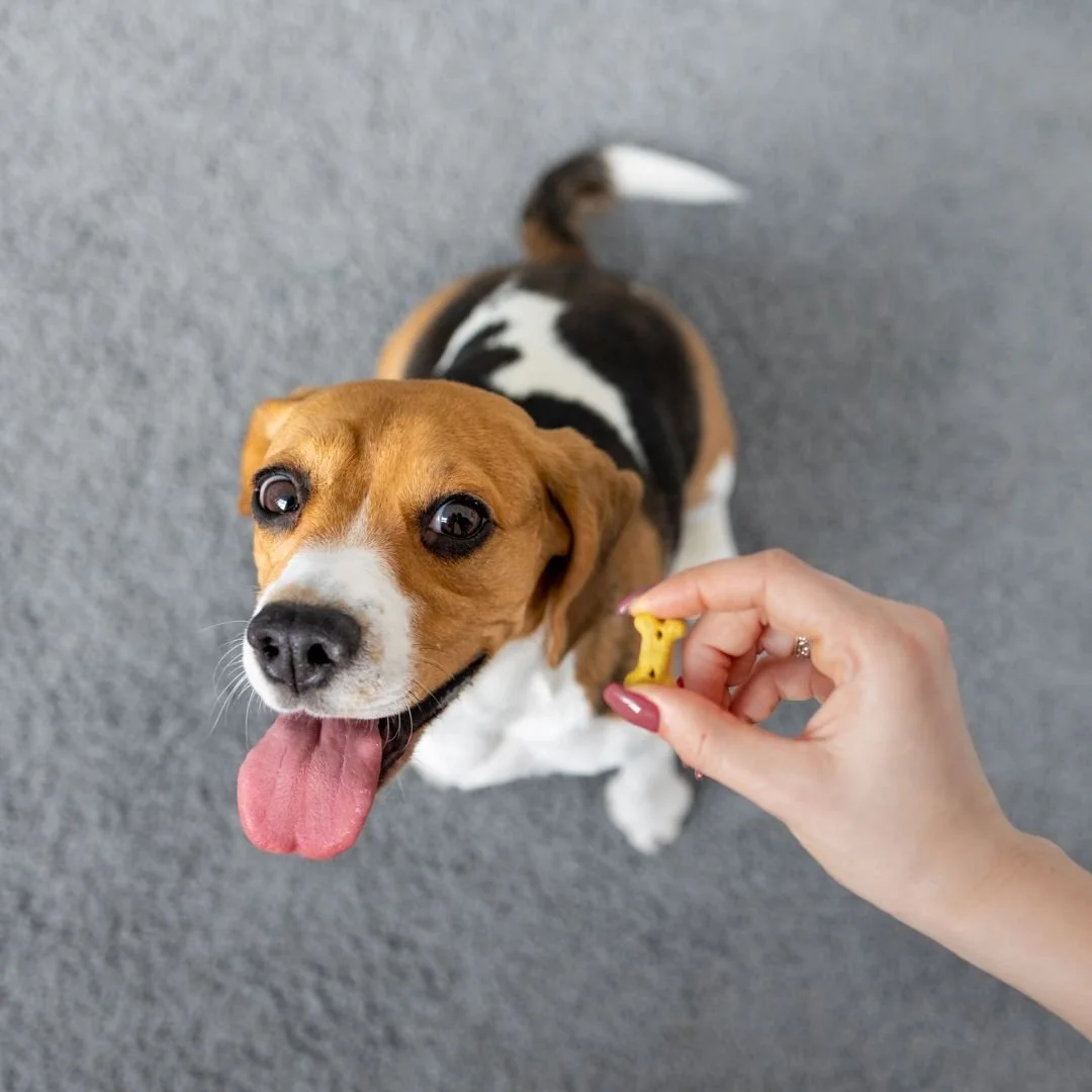 Professional Dog Training Services - Contact Us Today! — Dog Training ...