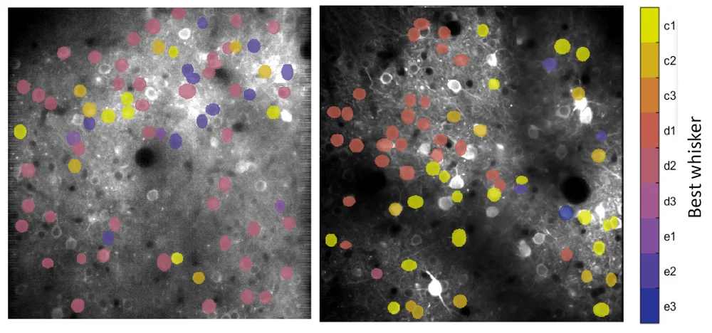 Feldman Lab Science — Feldman Lab