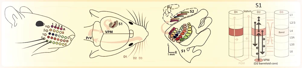 Feldman Lab Science — Feldman Lab