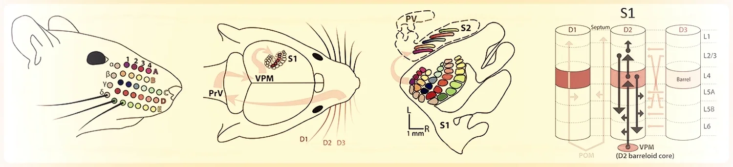 Feldman Lab Science — Feldman Lab