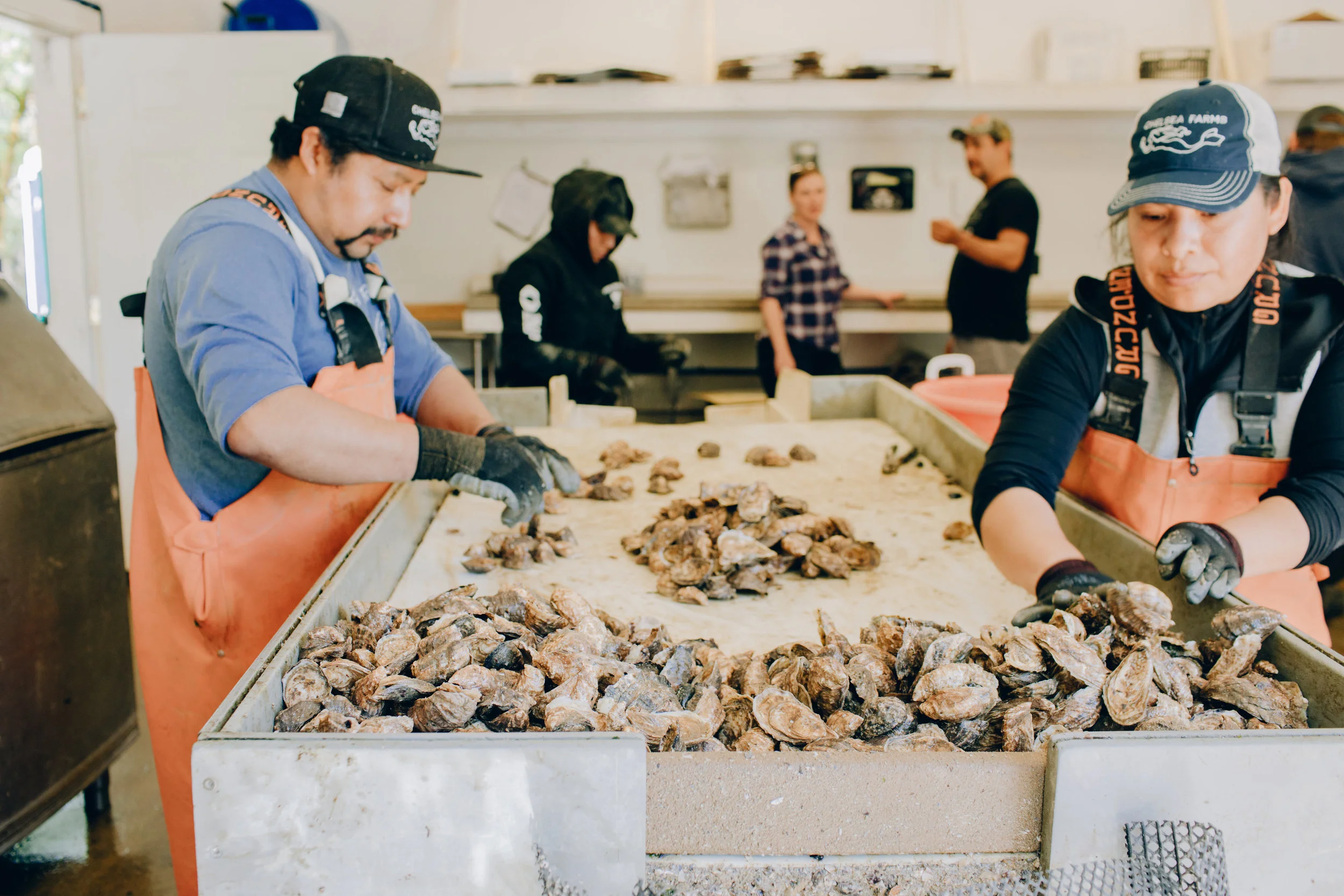 THE FARM — Chelsea Farms