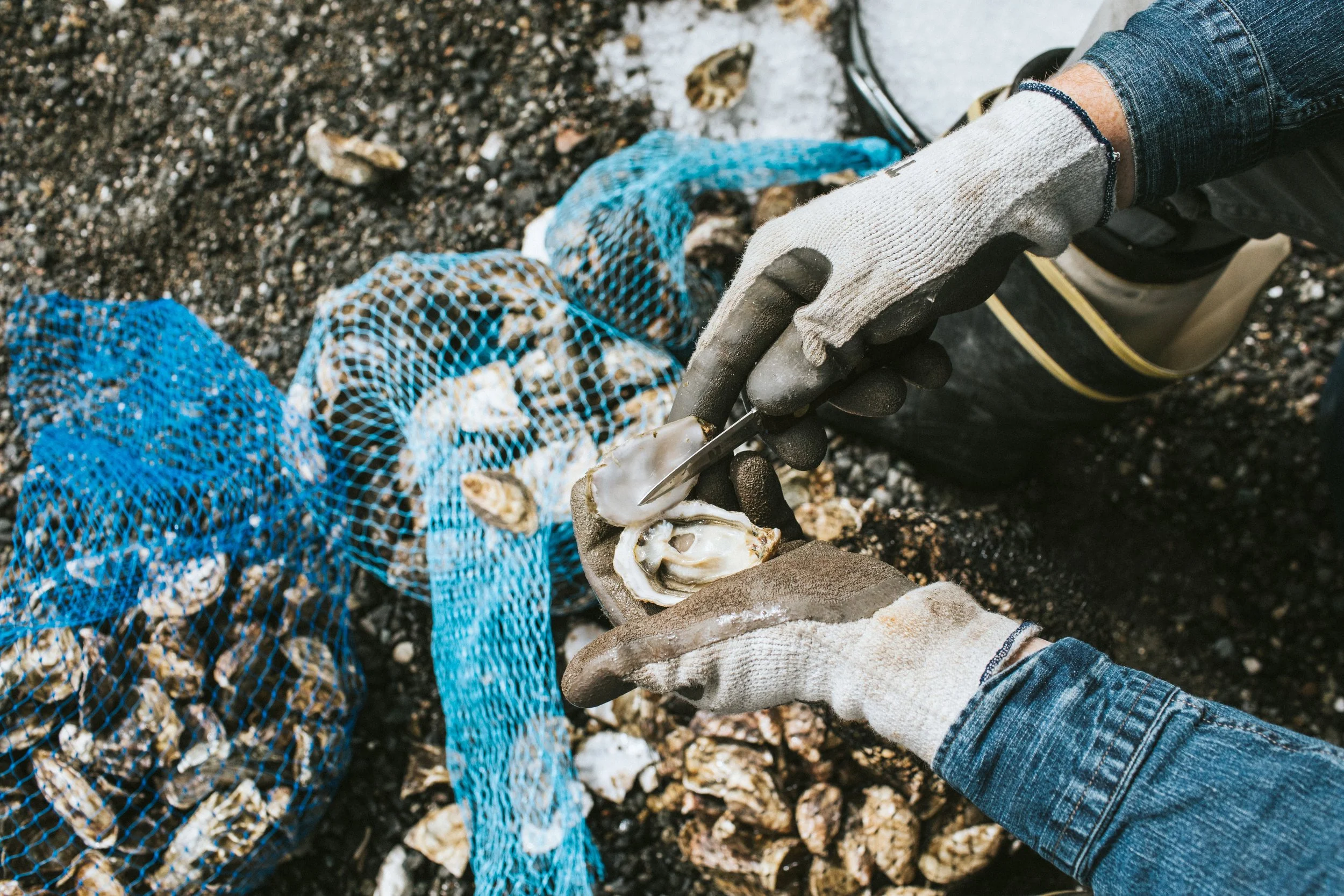 From Sea to Shell — Chelsea Farms