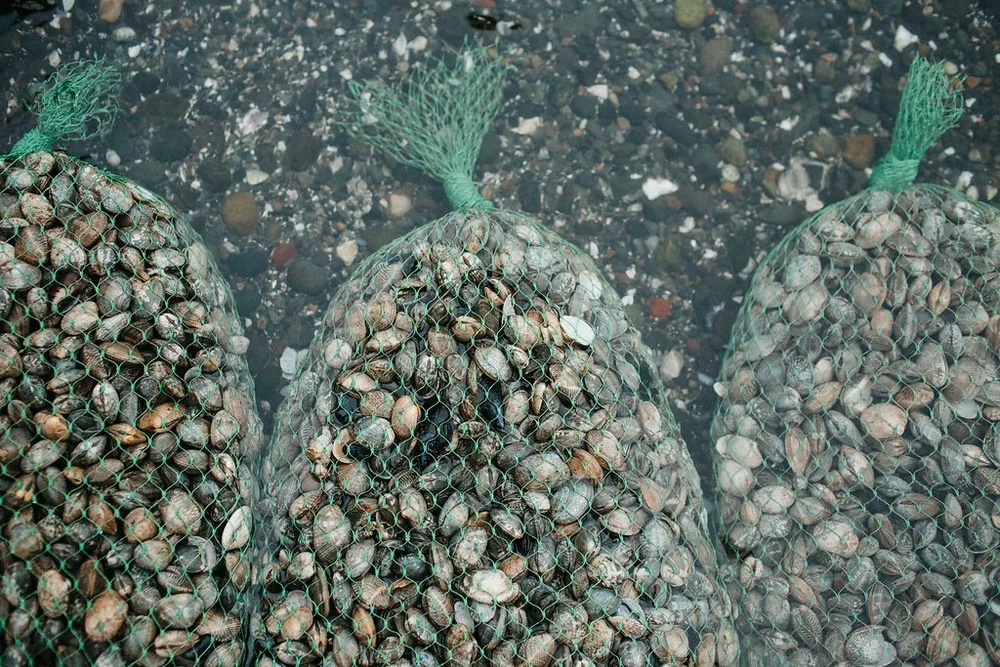 From Sea to Shell — Chelsea Farms