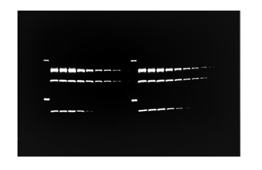 Western Blotting: from sensor to imager. ISDI product development ...