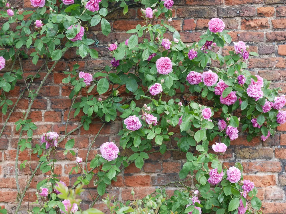 Field Notes: Hampton Court Palace Rose Garden — ESSENCE + ALCHEMY®