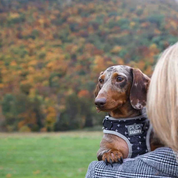 Favorite Things Friday: October 19, 2018